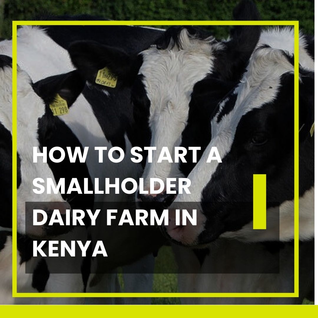Starting A Small Dairy Farm Dairy Farming Business Idea Start Small,