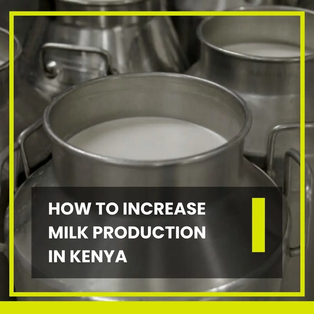 How to Increase Milk Production in Kenya